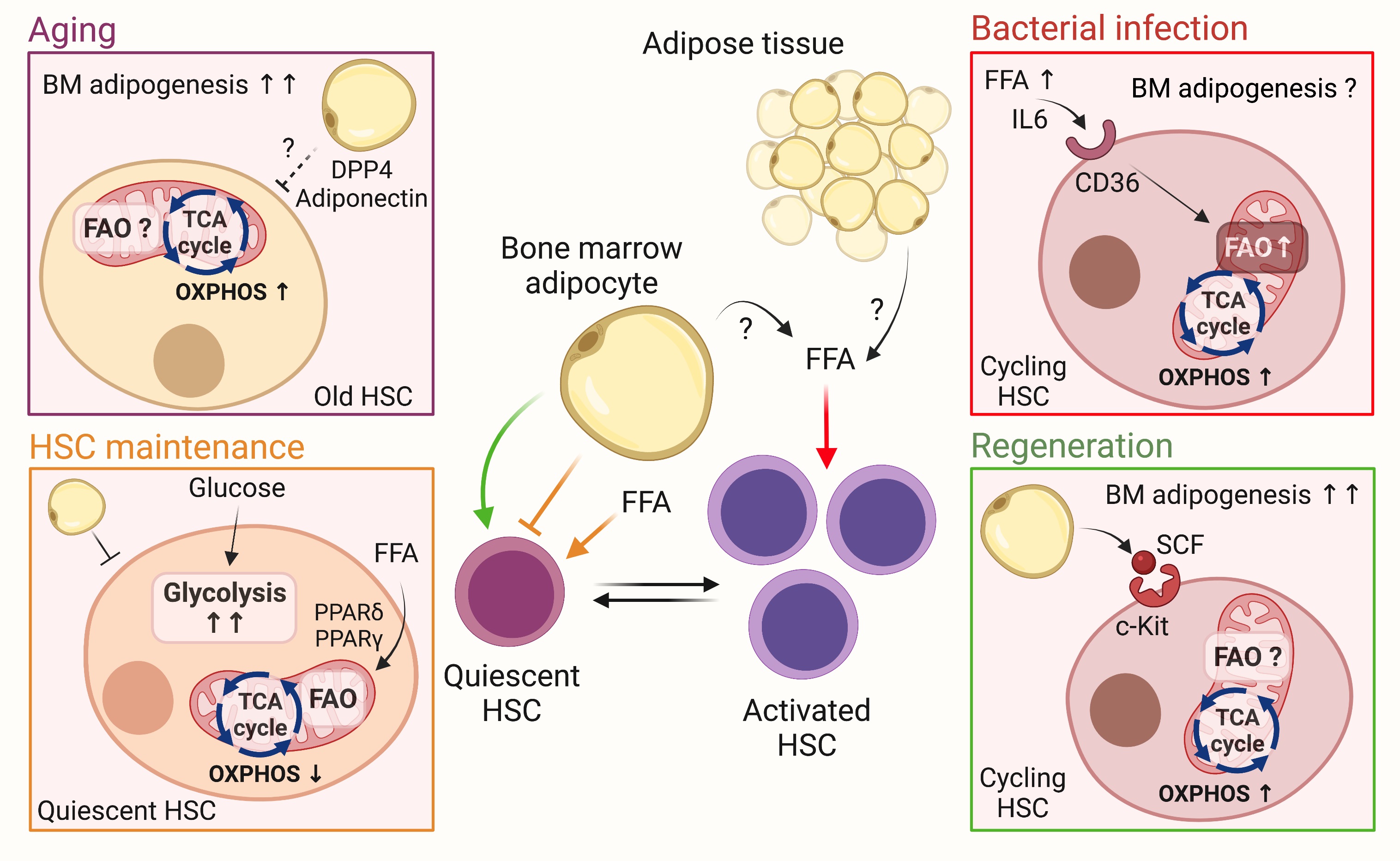 CD36 Mediated Fatty Acid Oxidation In Hematopoietic Stem Cells Is A